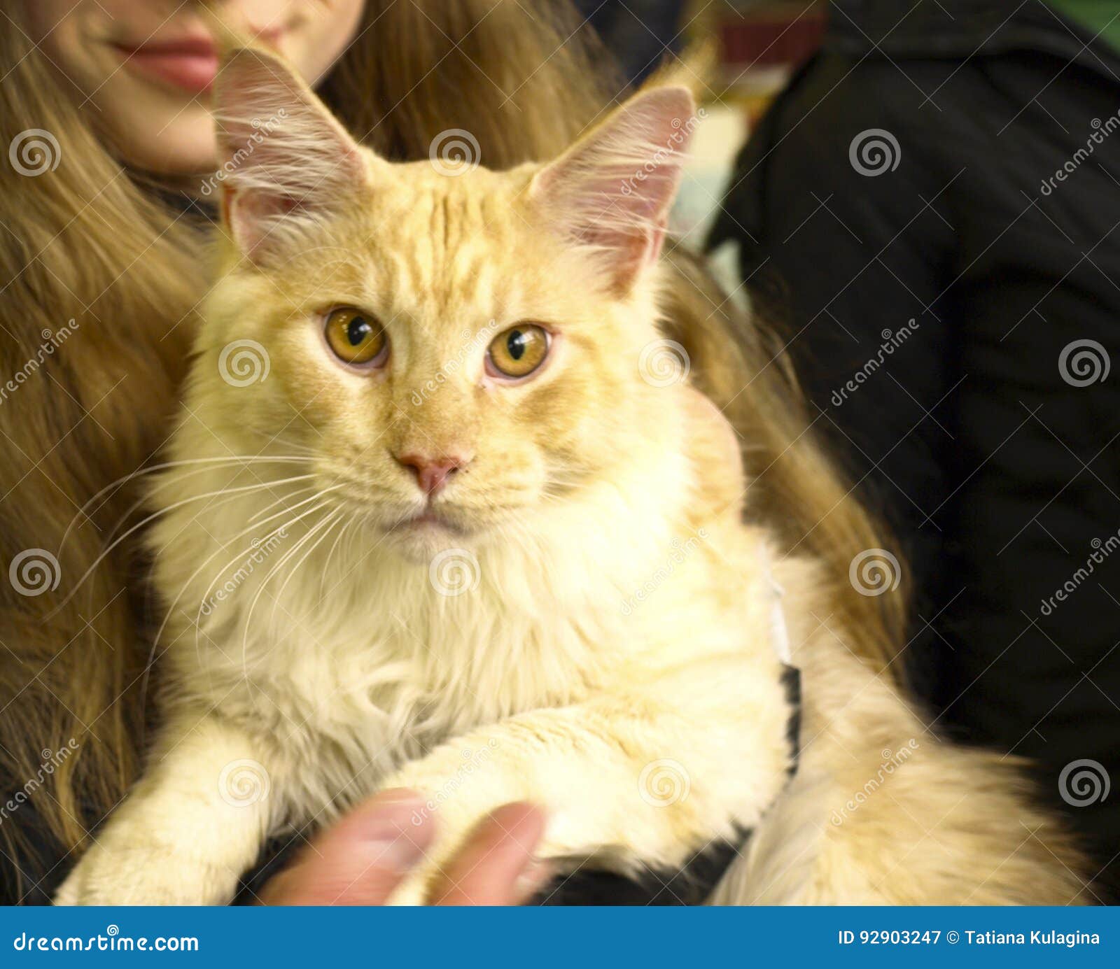 Red-headed cat stock image. Image of looks, mammals, resting - 92903247