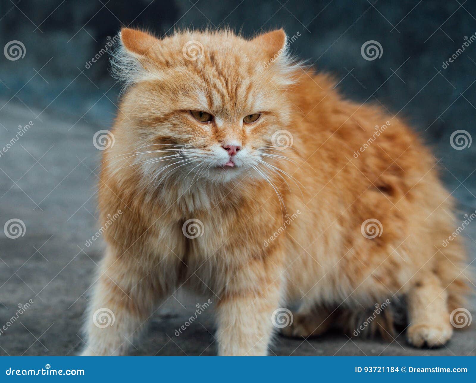 Red-headed cat stock photo. Image of color, yard, angry - 93721184