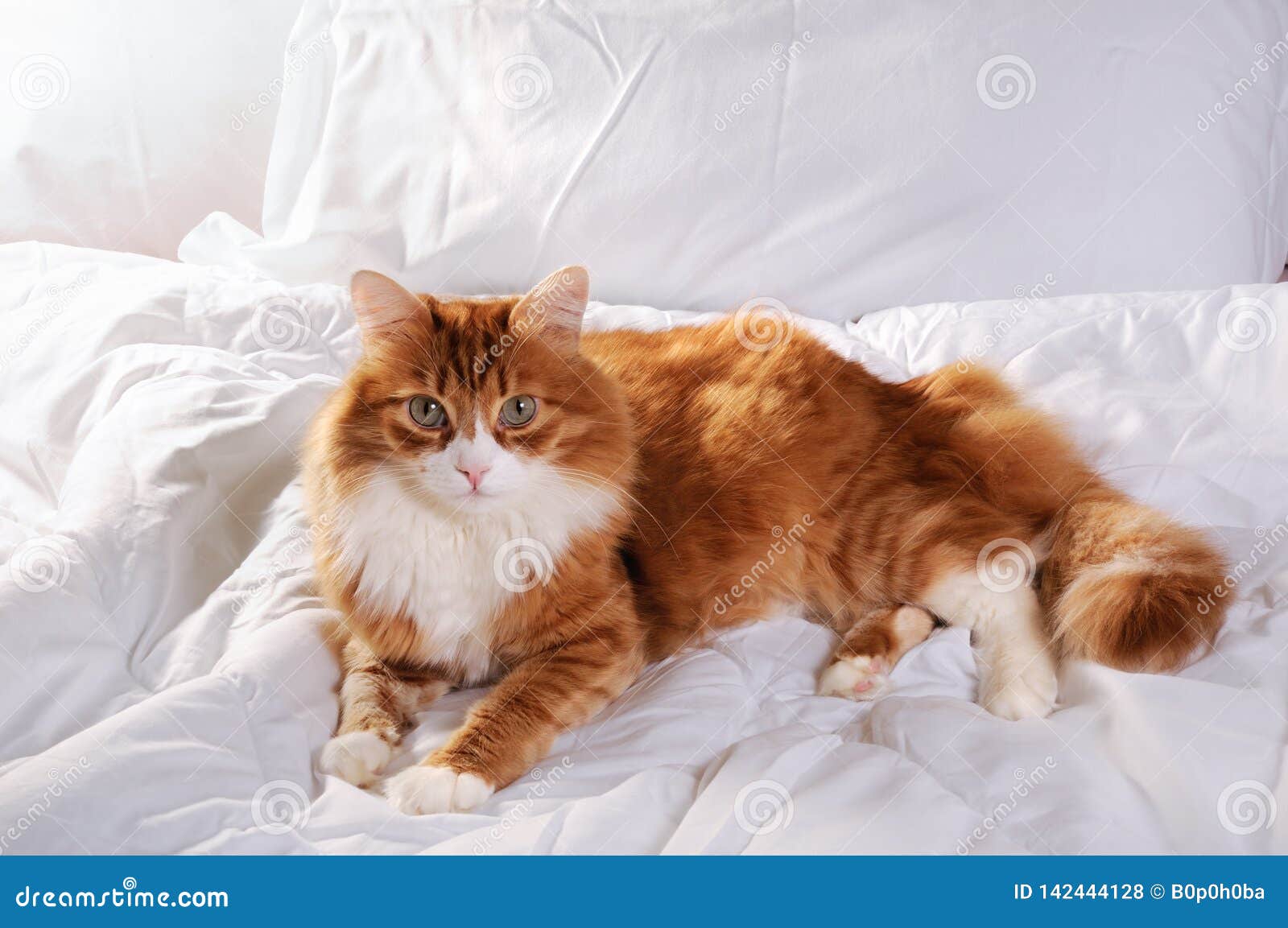Red-headed cat stock photo. Image of face, curious, look - 142444128