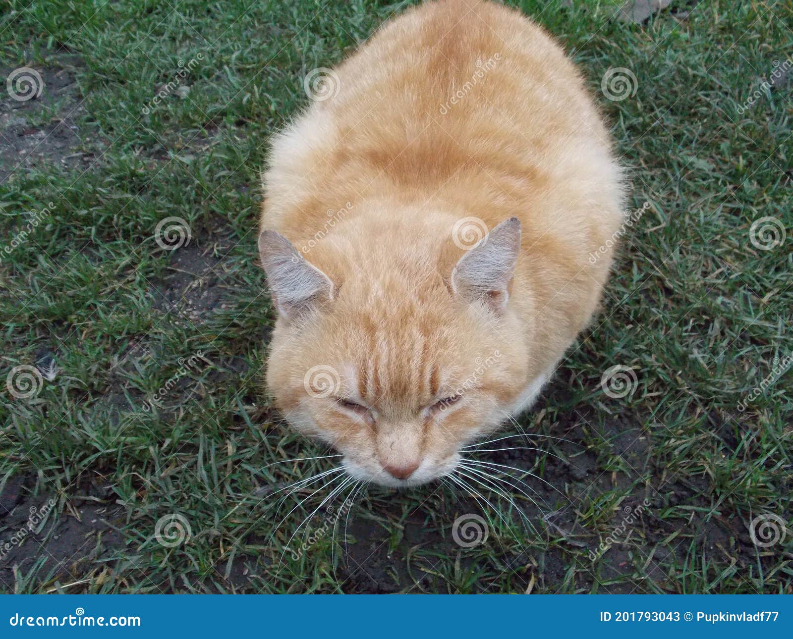 Red-headed cat stock image. Image of kitten, nose, mammal - 201793043