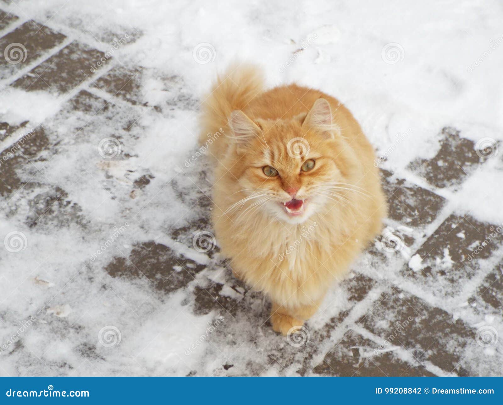 Red-headed cat stock photo. Image of asking, birds, angry - 99208842