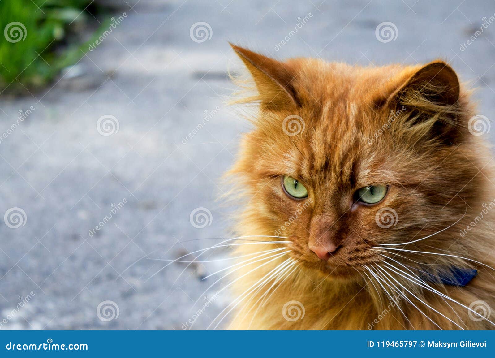 Red-headed cat stock image. Image of langeron, narchitecture - 119465797