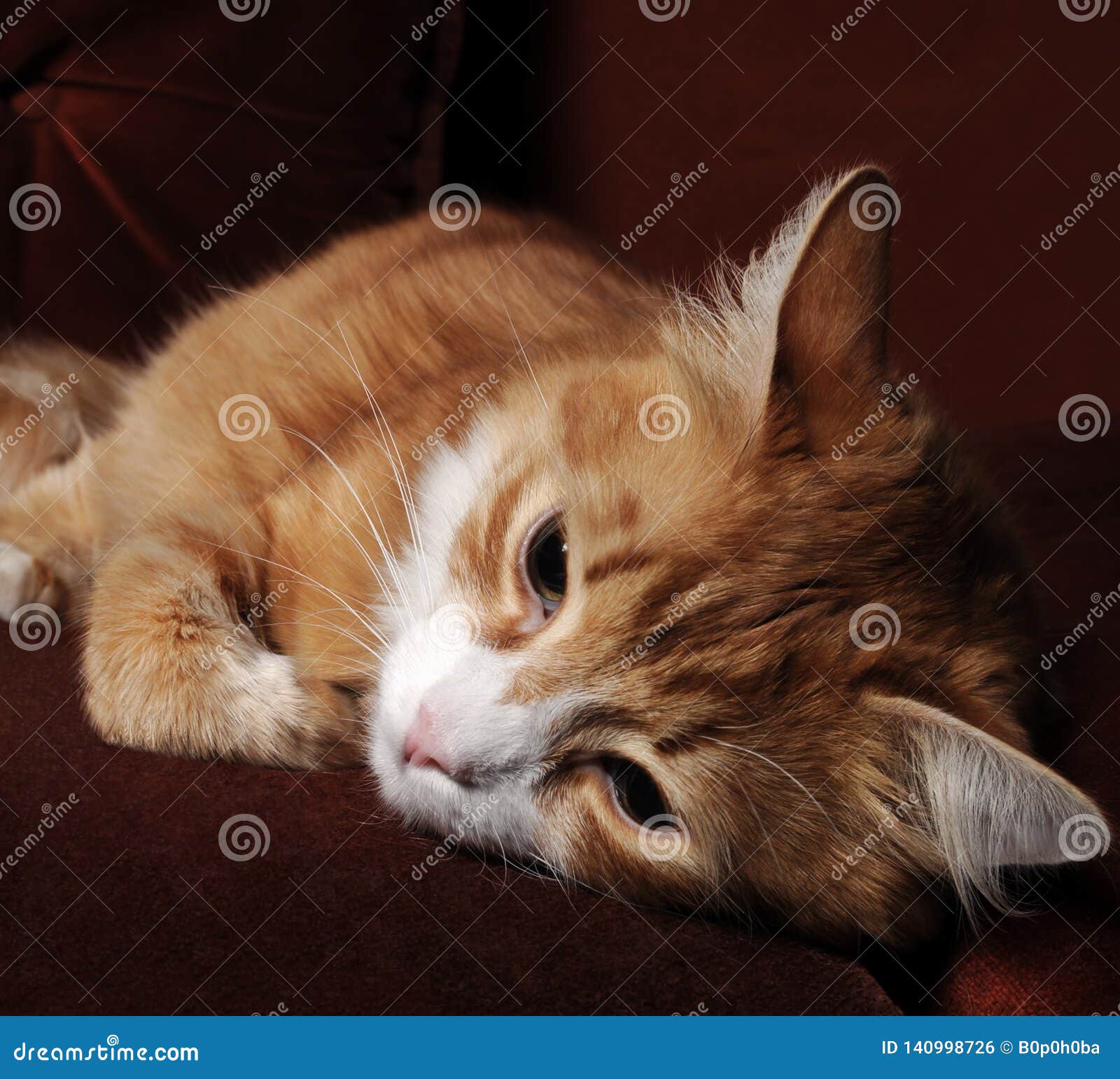 Frazzled Cat Stock Photos - Free & Royalty-Free Stock Photos from ...