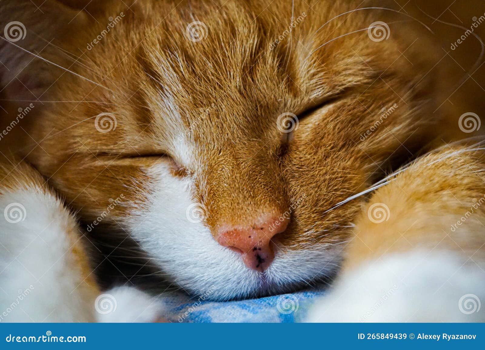 Red-headed Cat. Sleeping Animal Stock Image - Image of forest, great ...