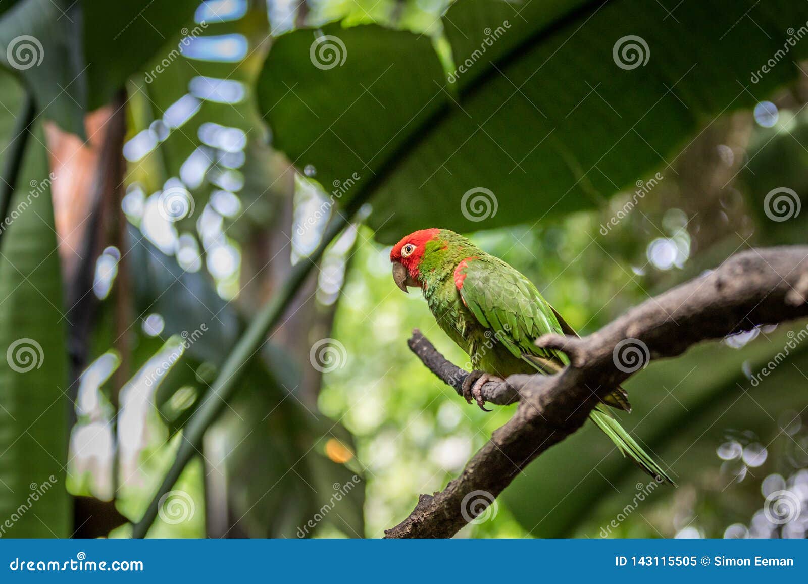 Red Headed Conure on a Branch Stock Image - Image of birdwatching ...