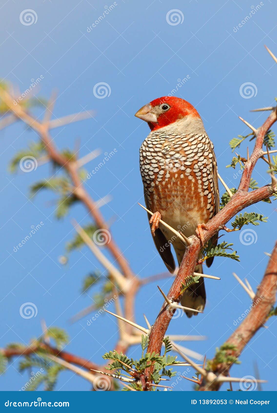 Red-headed Finch stock image. Image of kalahari, finch - 13892053