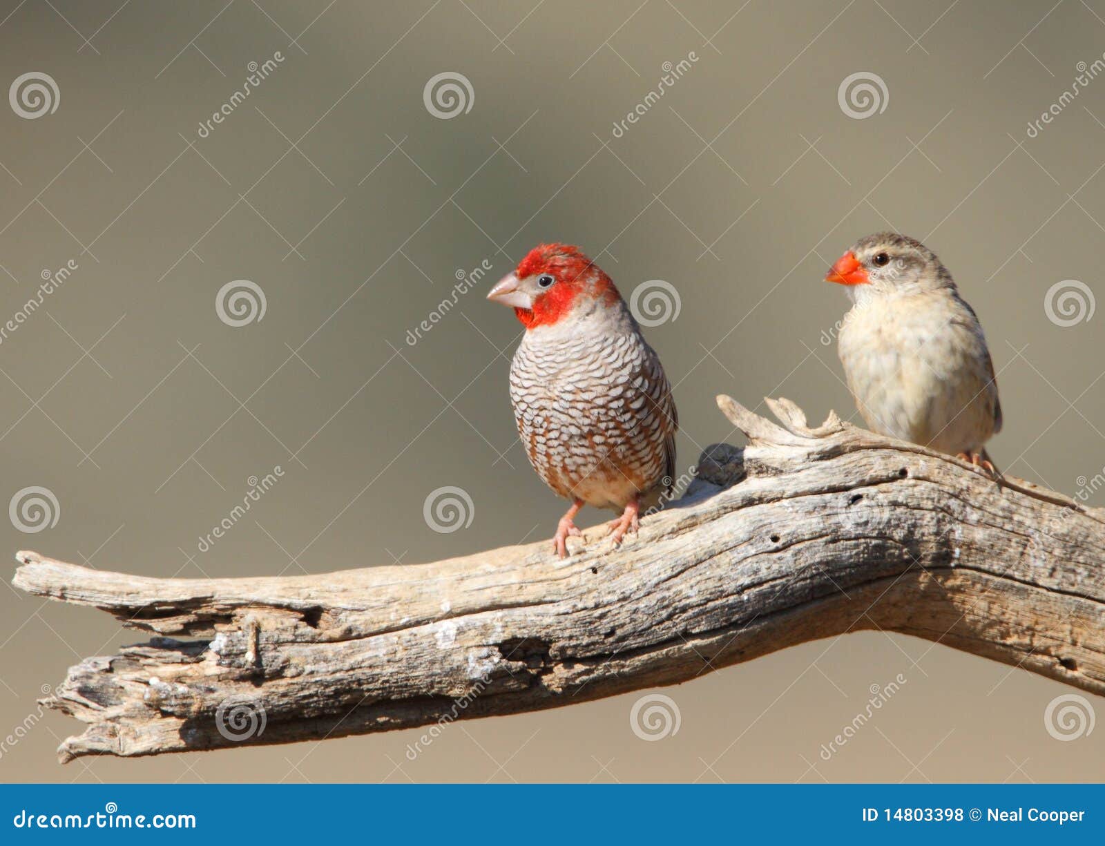 Red-headed Finch stock photo. Image of avian, feather - 14803398