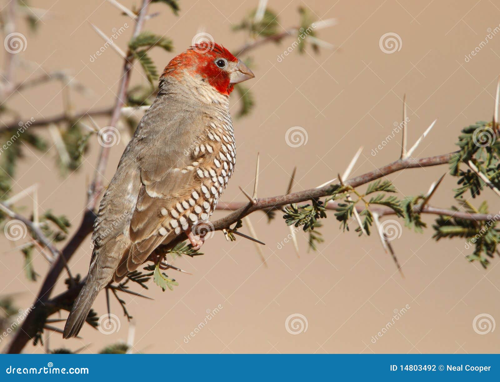 Red-headed Finch stock photo. Image of birds, amadina - 14803492