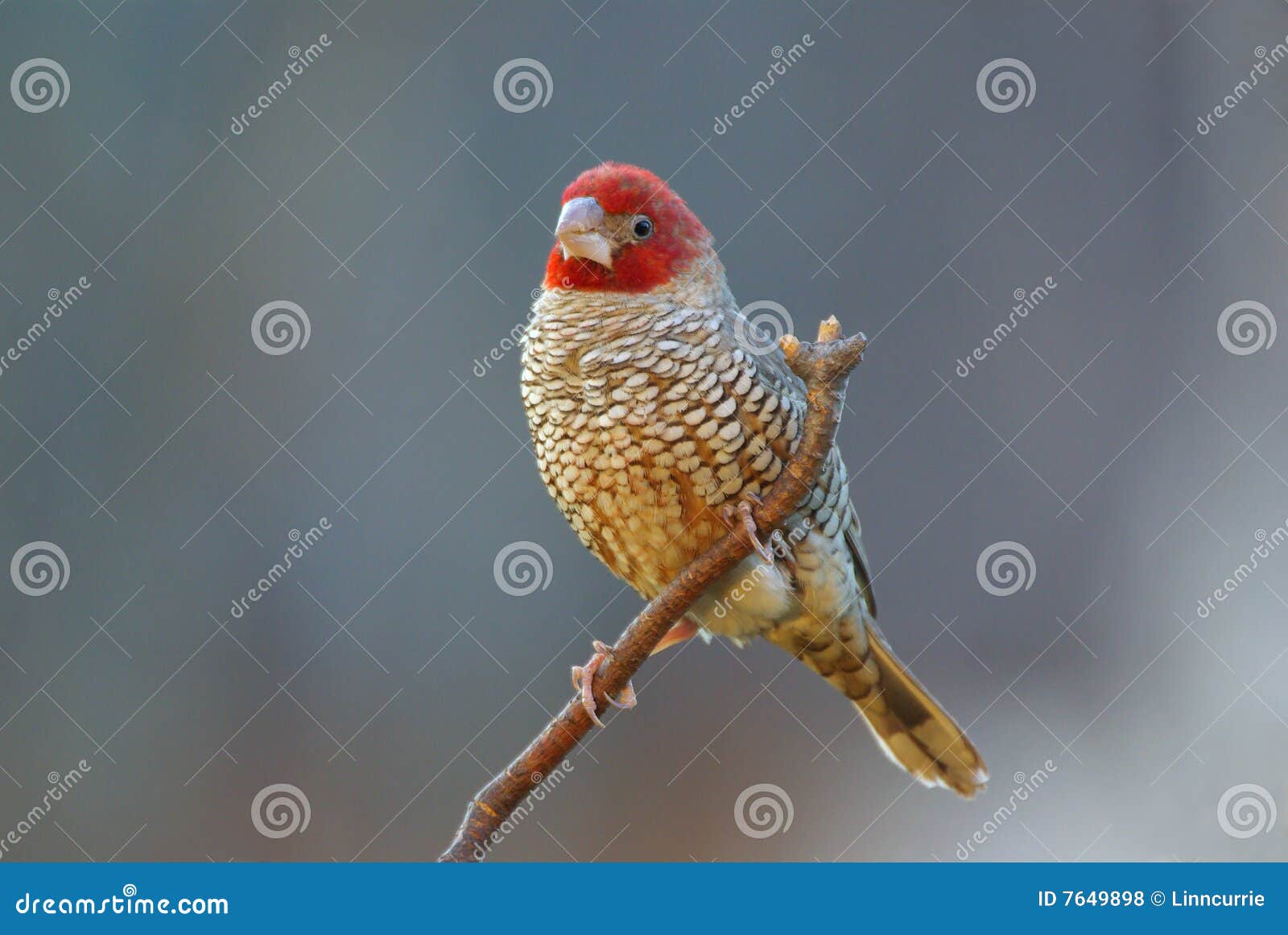 Red-headed Finch Amadina Erythrocephala Stock Photo - Image of birds ...