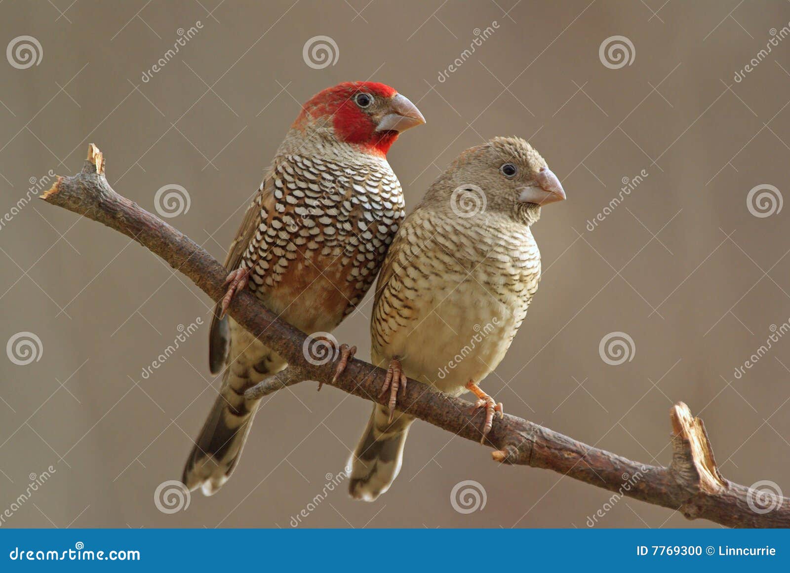 Red-headed finches stock photo. Image of feathers, white - 7769300