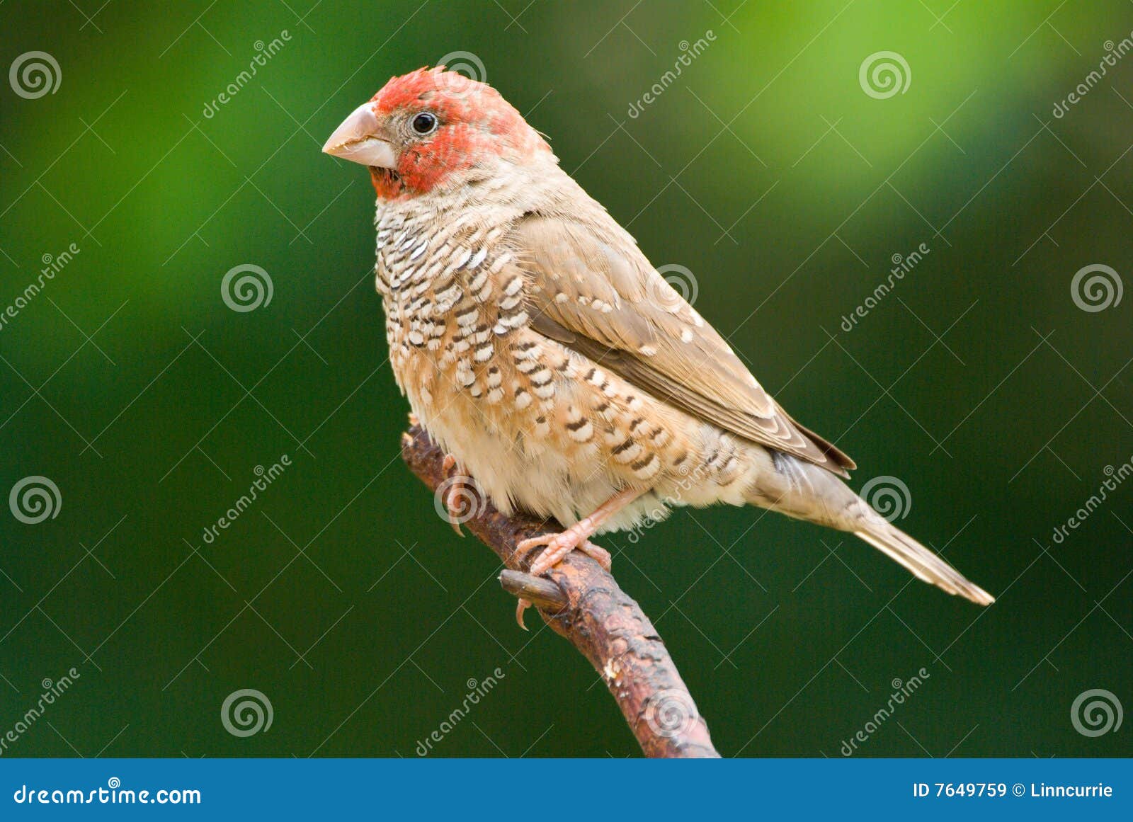 Red-headed Fink Amadina Erythrocephala Stockbild - Bild von stange ...