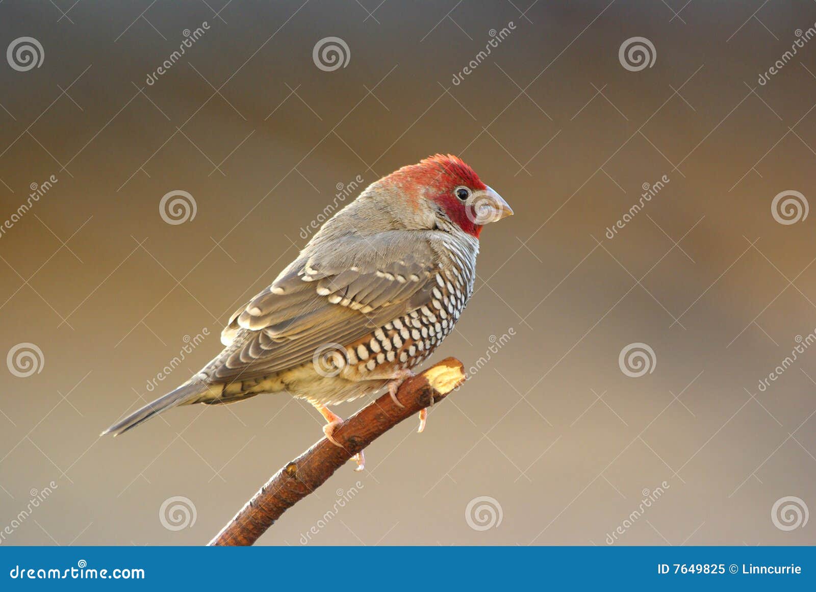 Red-headed Fink Amadina Erythrocephala Stockbild - Bild von waldland ...
