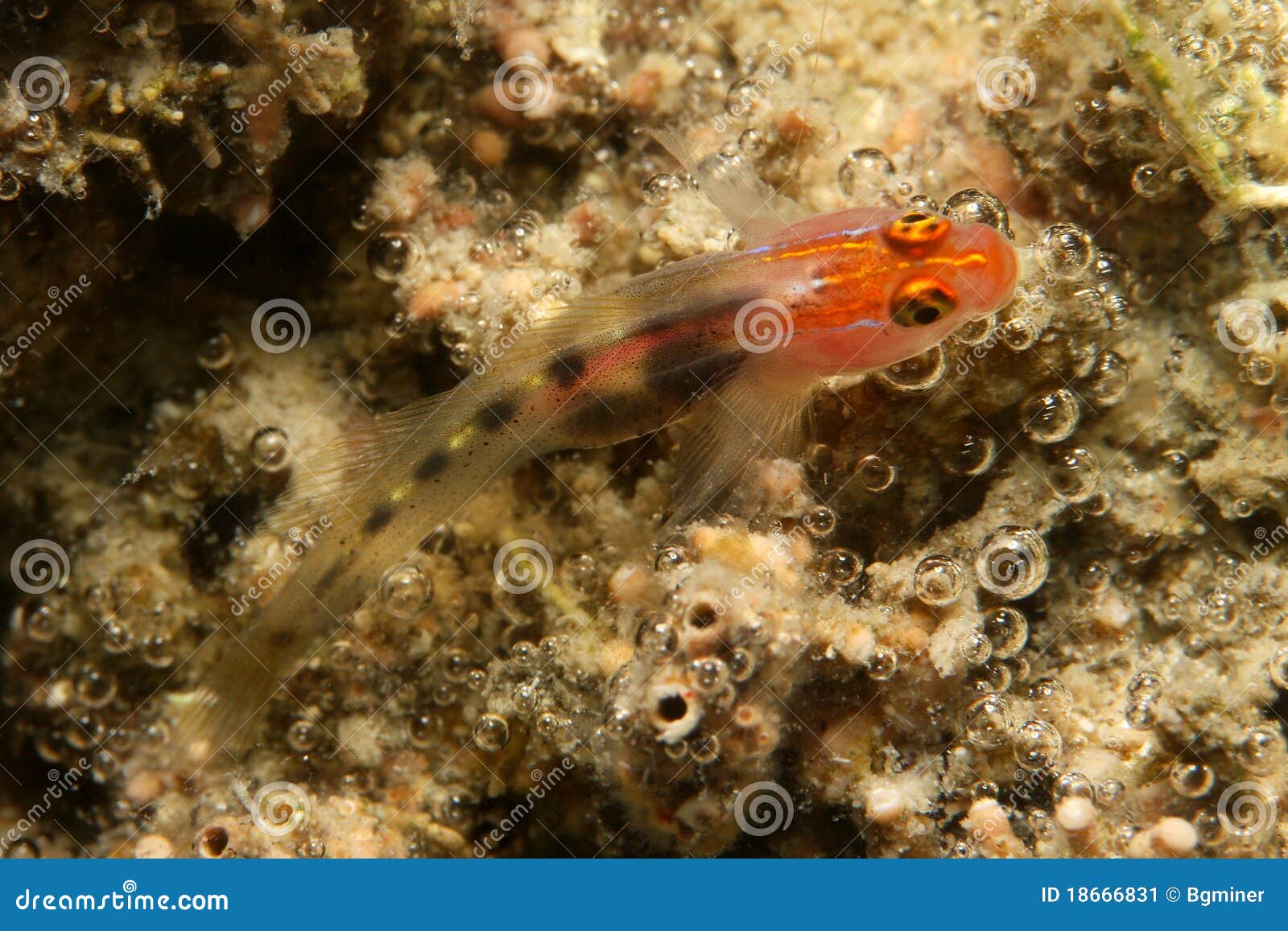 Red headed goby stock image. Image of scuba, life, elacatinus - 18666831
