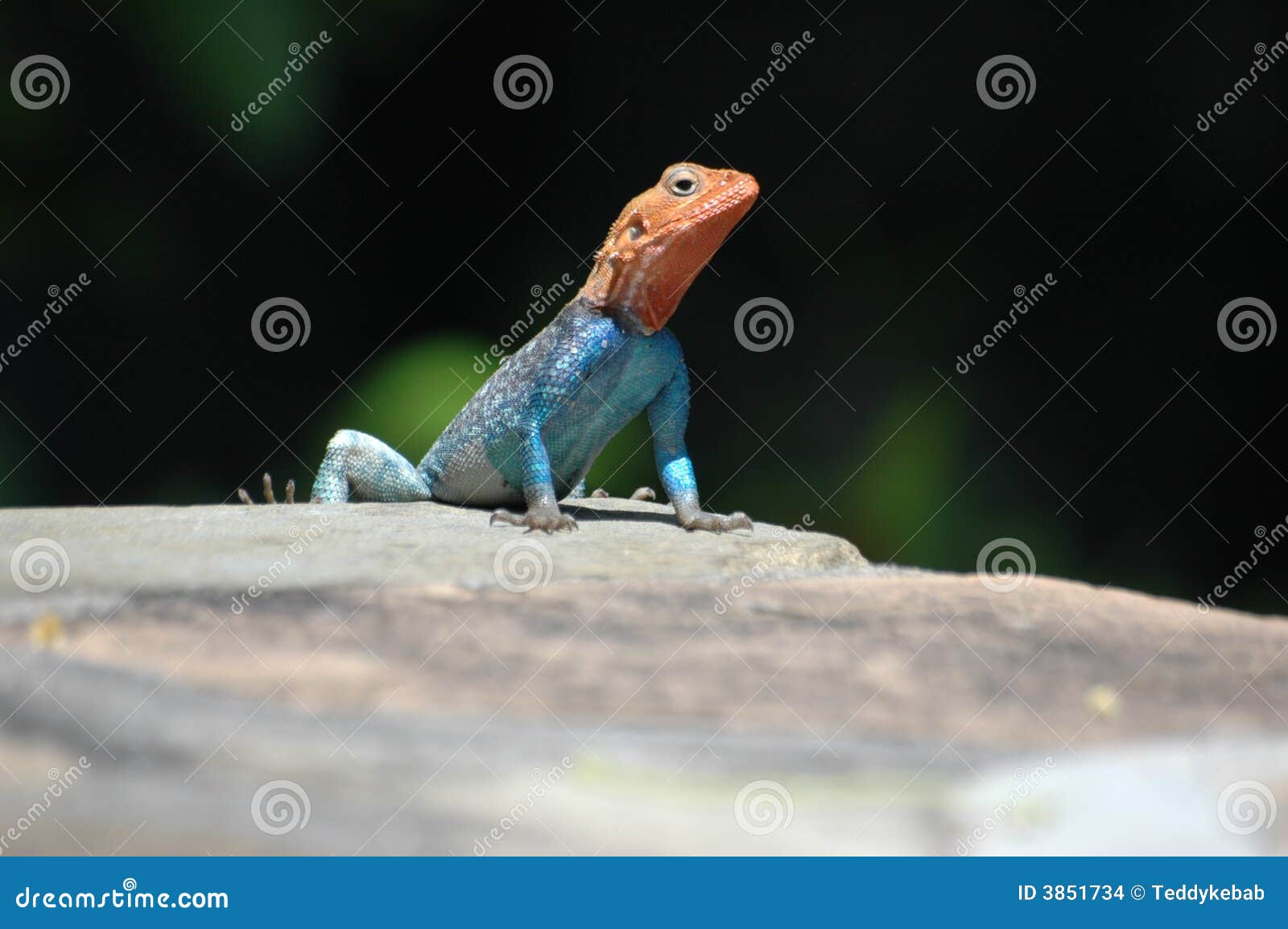 Red headed lizard stock photo. Image of full, reptile - 3851734