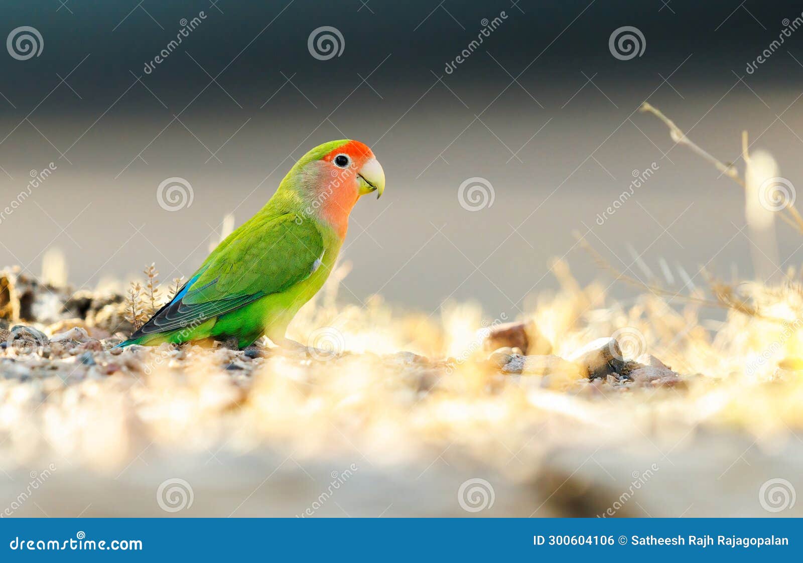 Red Headed Lovebird Perched on the Ground Stock Photo - Image of exotic ...