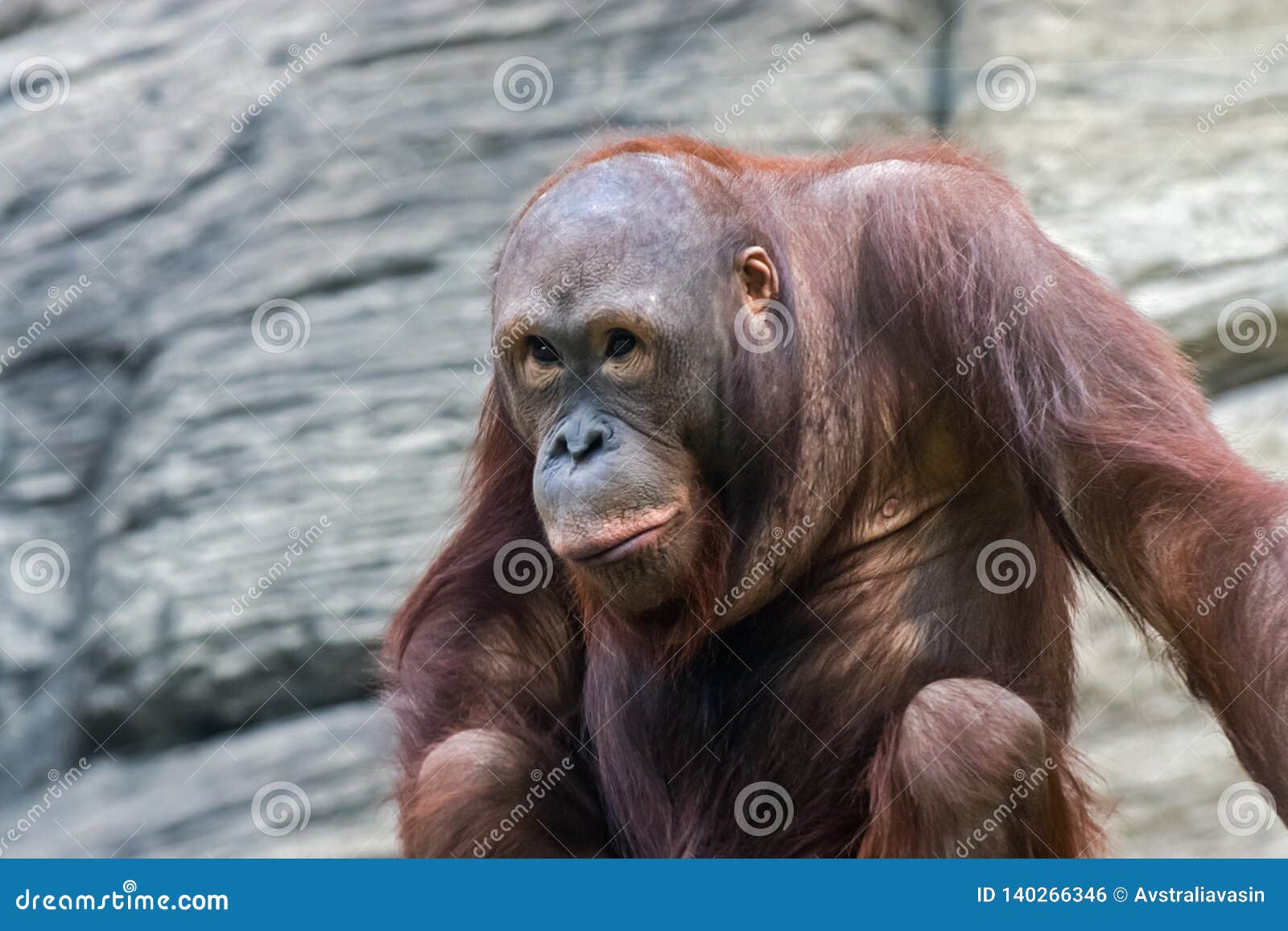 Red headed orangutan stock photo. Image of mammal, endangered - 140266346