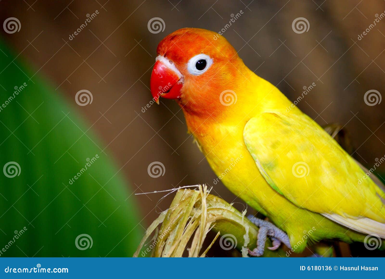 Fisher s lovebird stock photo. Image of claws, lovebird - 6180136