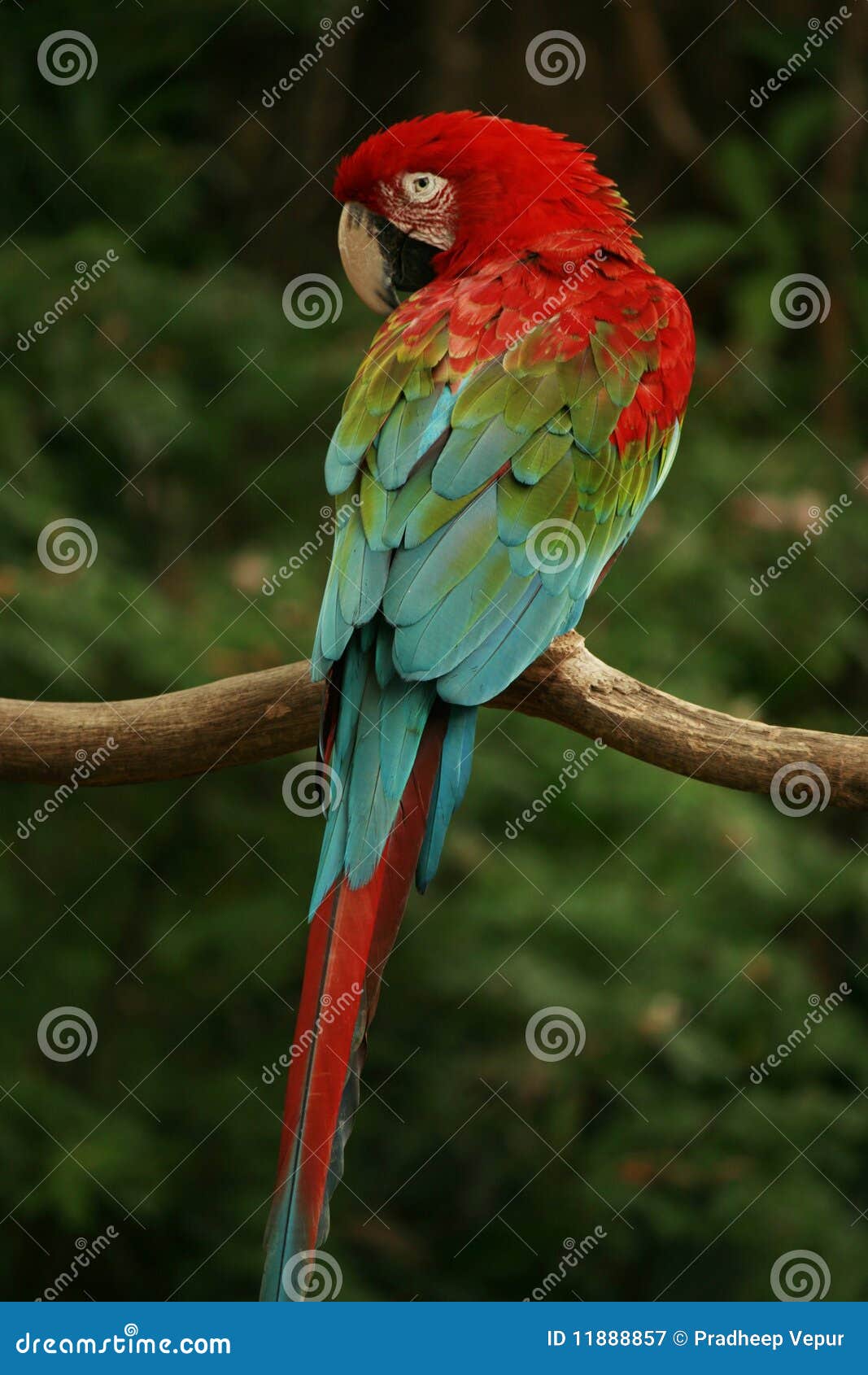 Red Headed Parrot stock image. Image of bird, columbia - 11888857