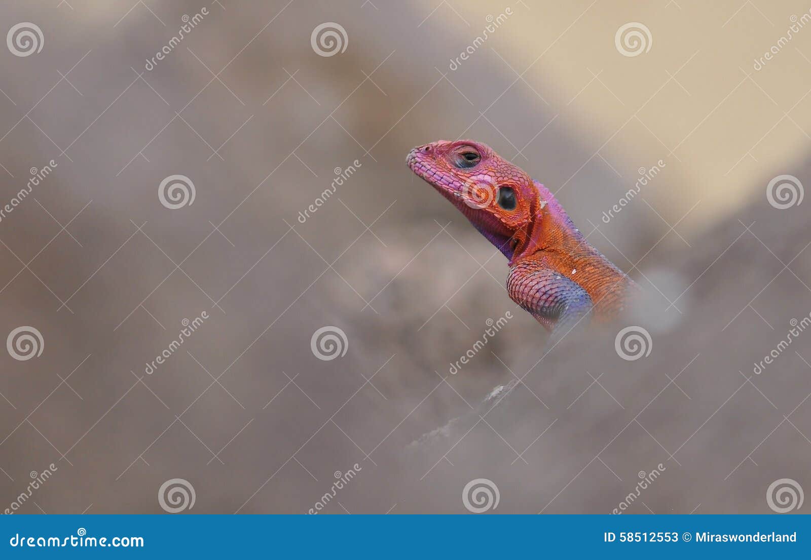Red Headed Rainbow Lizard Portrait Stock Image - Image of agama ...