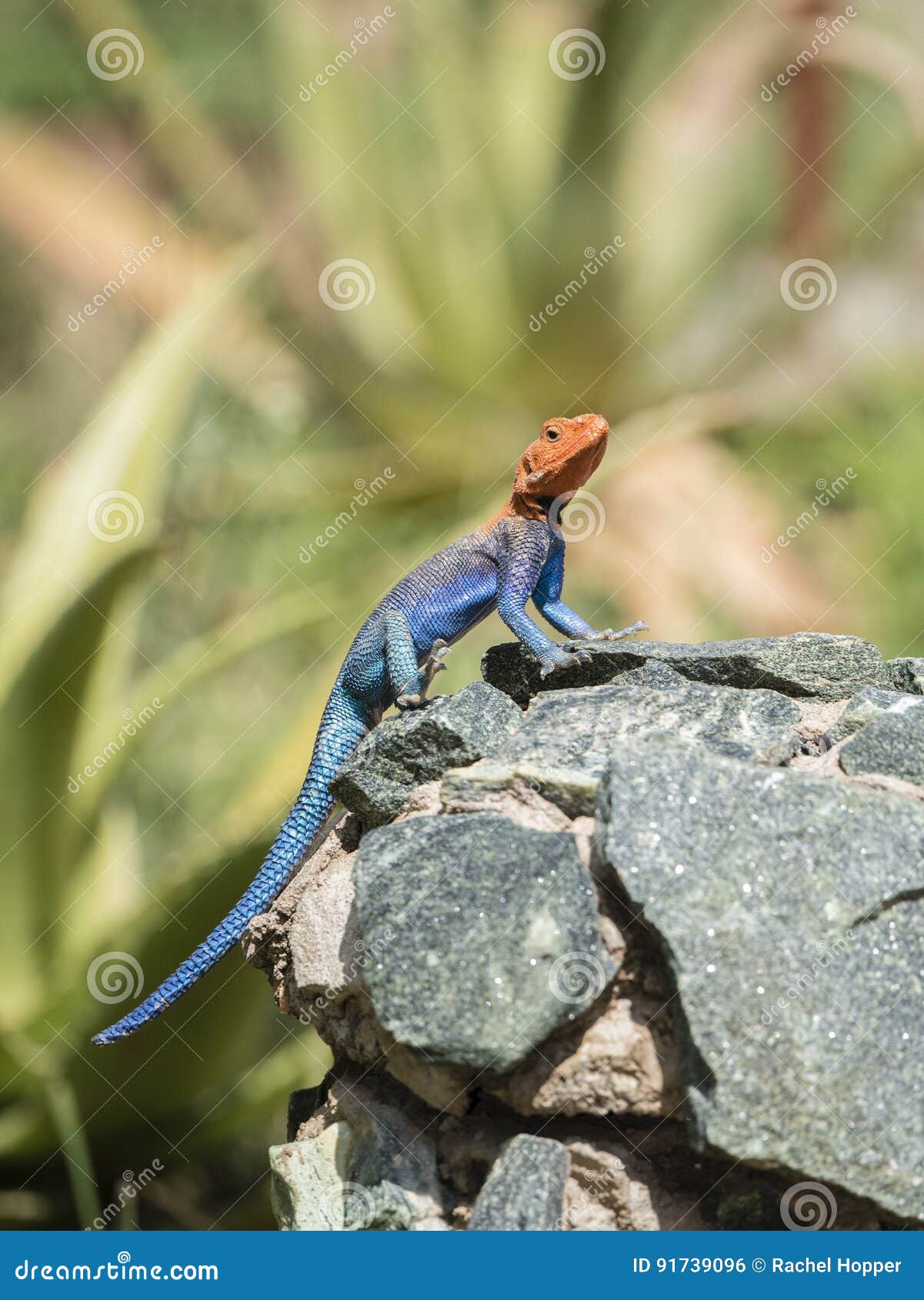 Red-headed Rock Agama Lizard Agama Agama Warming on a Rock Stock Photo ...