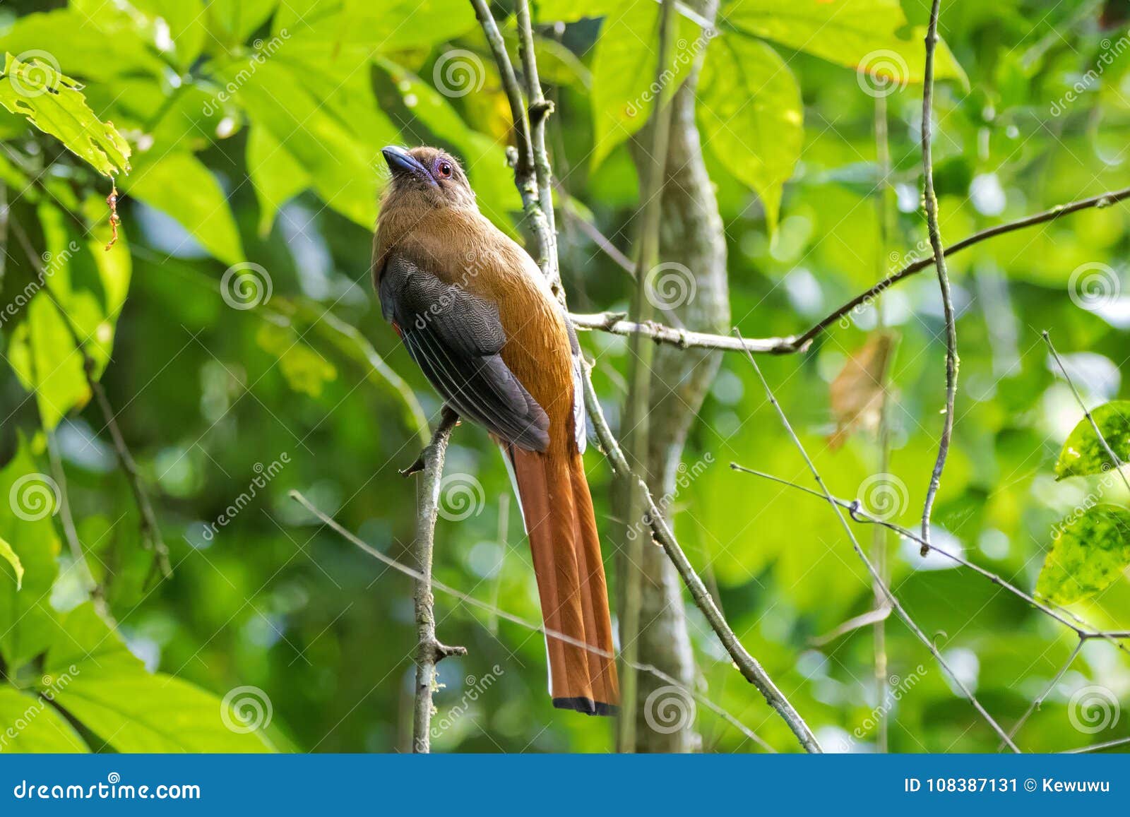 Red-headed Trogon Bird, Side Profile, Perching on Tree Branch in Stock ...