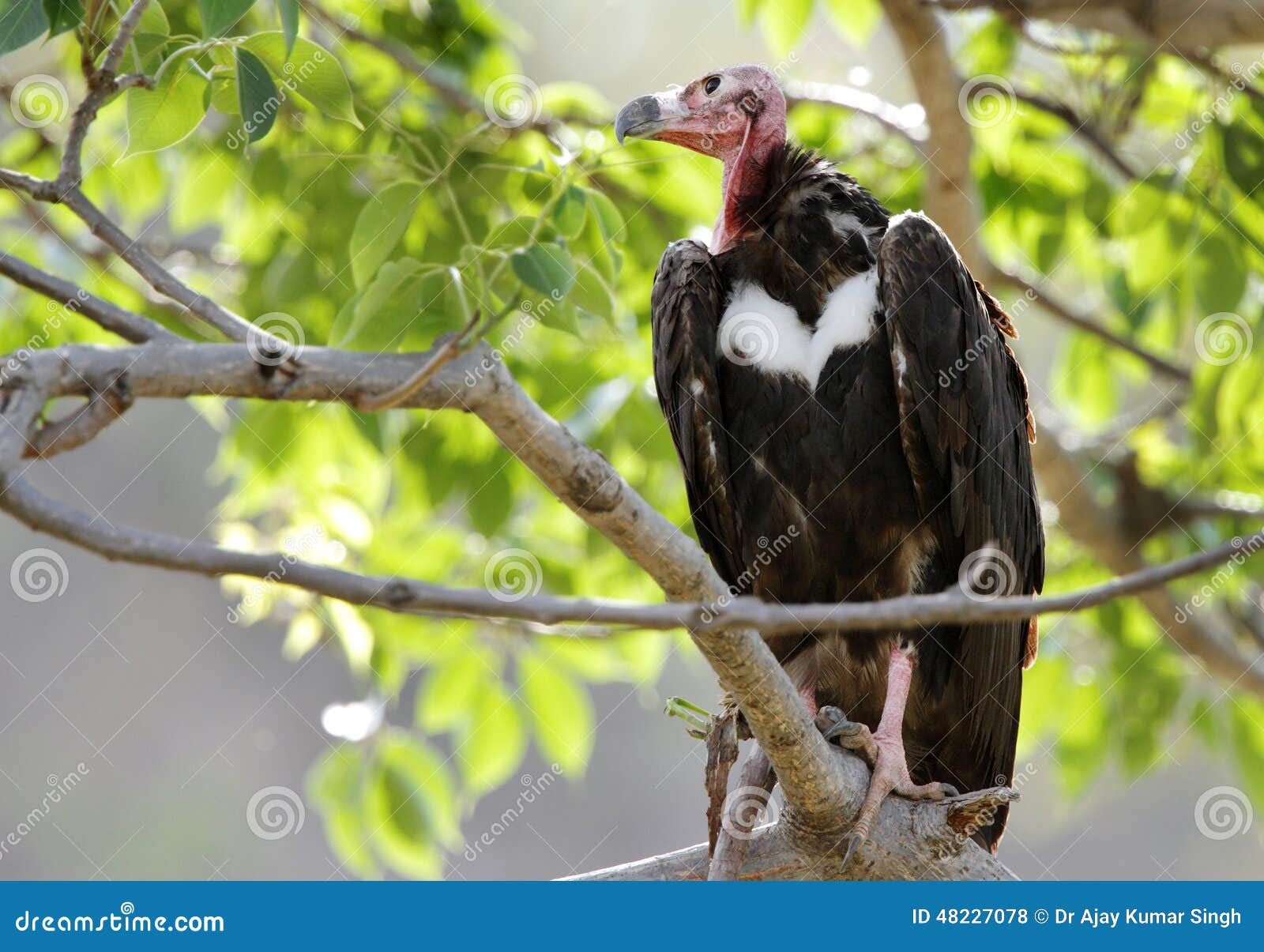 A red headed vulture stock photo. Image of bill, exotic - 48227078