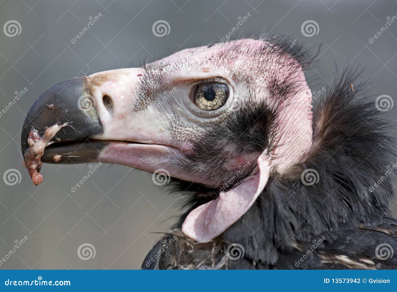 Red headed vulture closeup stock photo. Image of headed - 13573942