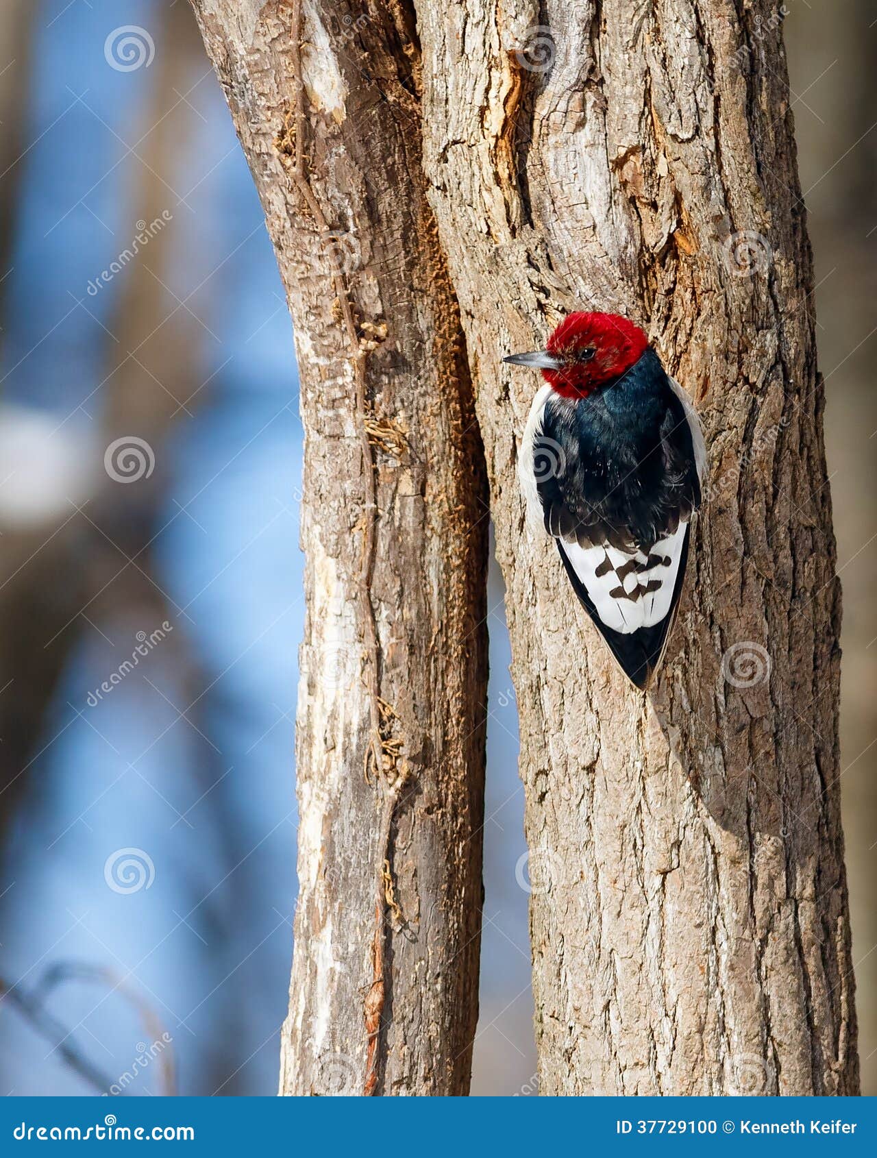 Red-headed Woodpecker on Tree Trunk Stock Photo - Image of bird, woods ...