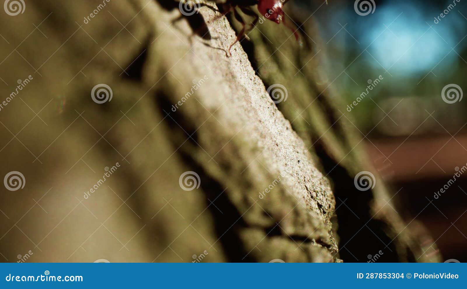 Red Heads Ants Climbing the Trunk of the Tree Stock Footage - Video of ...
