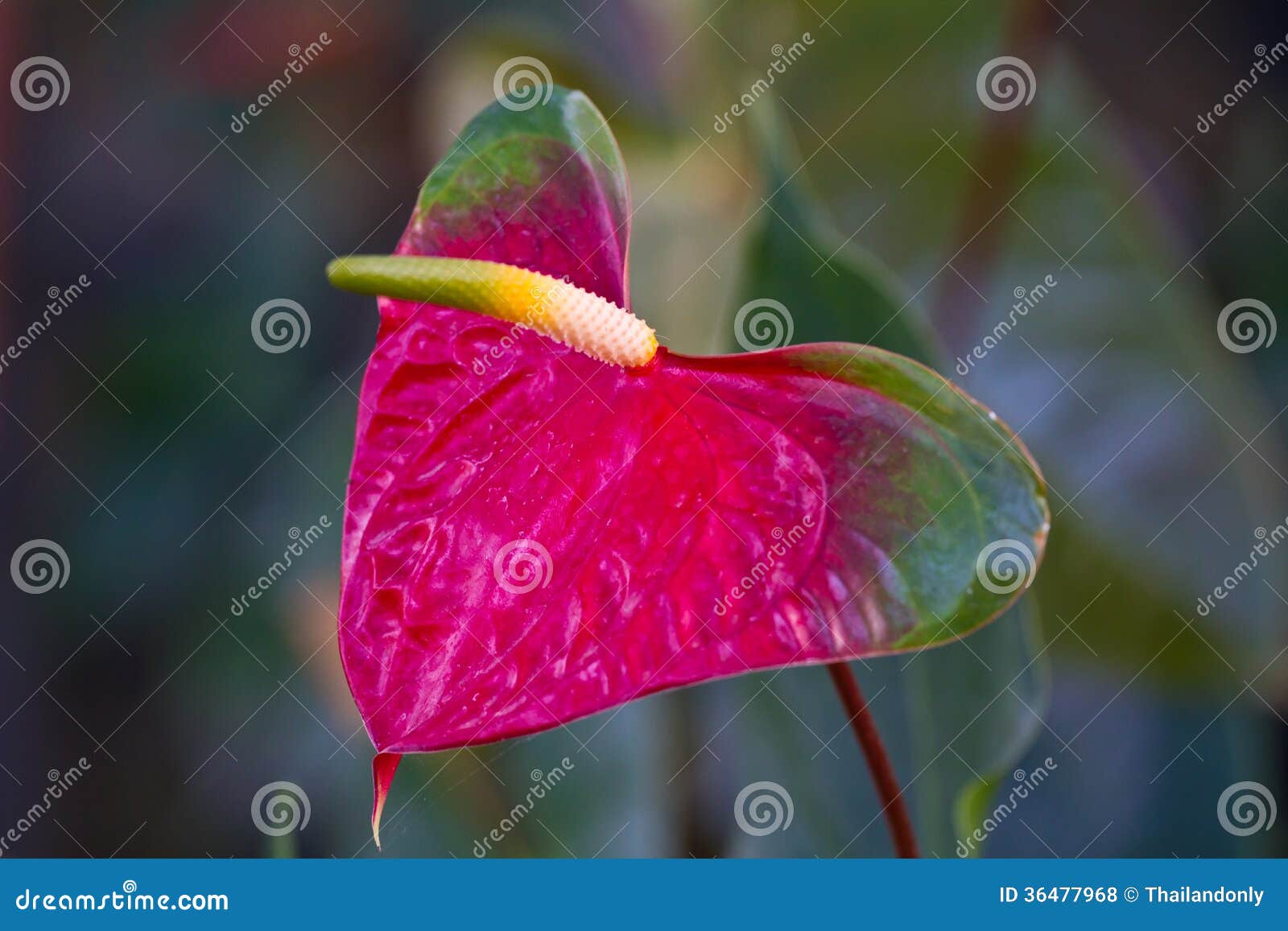 Red heart,anthurium flower stock photo. Image of closeup - 36477968