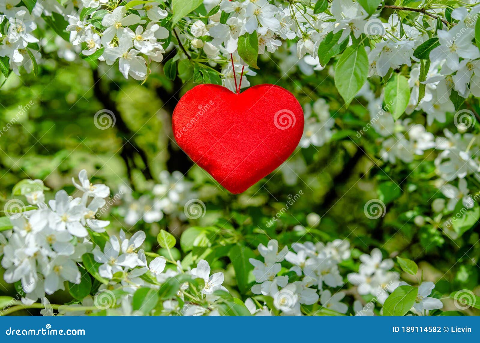 Red Heart among the Branches Stock Photo - Image of holiday, valentines ...