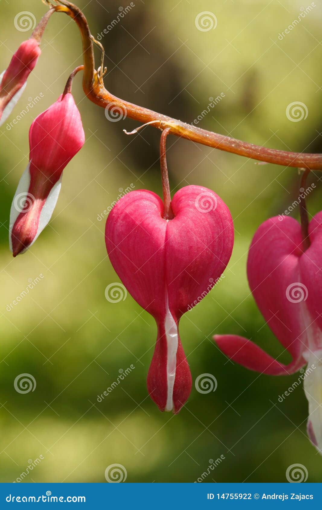 Red heart flowers stock photo. Image of love, toots, natural - 14755922