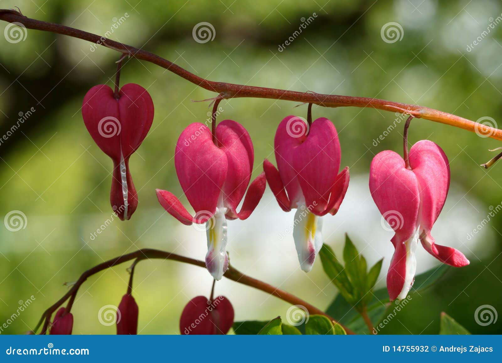 Red heart flowers stock photo. Image of romanticism, toots - 14755932