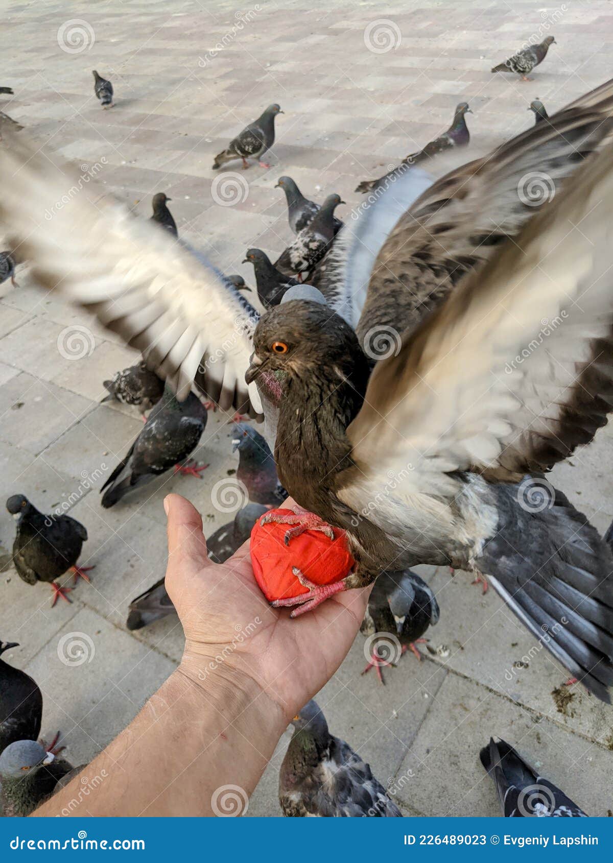 Red Heart in Hand and City Doves Stock Image - Image of swan, animal ...
