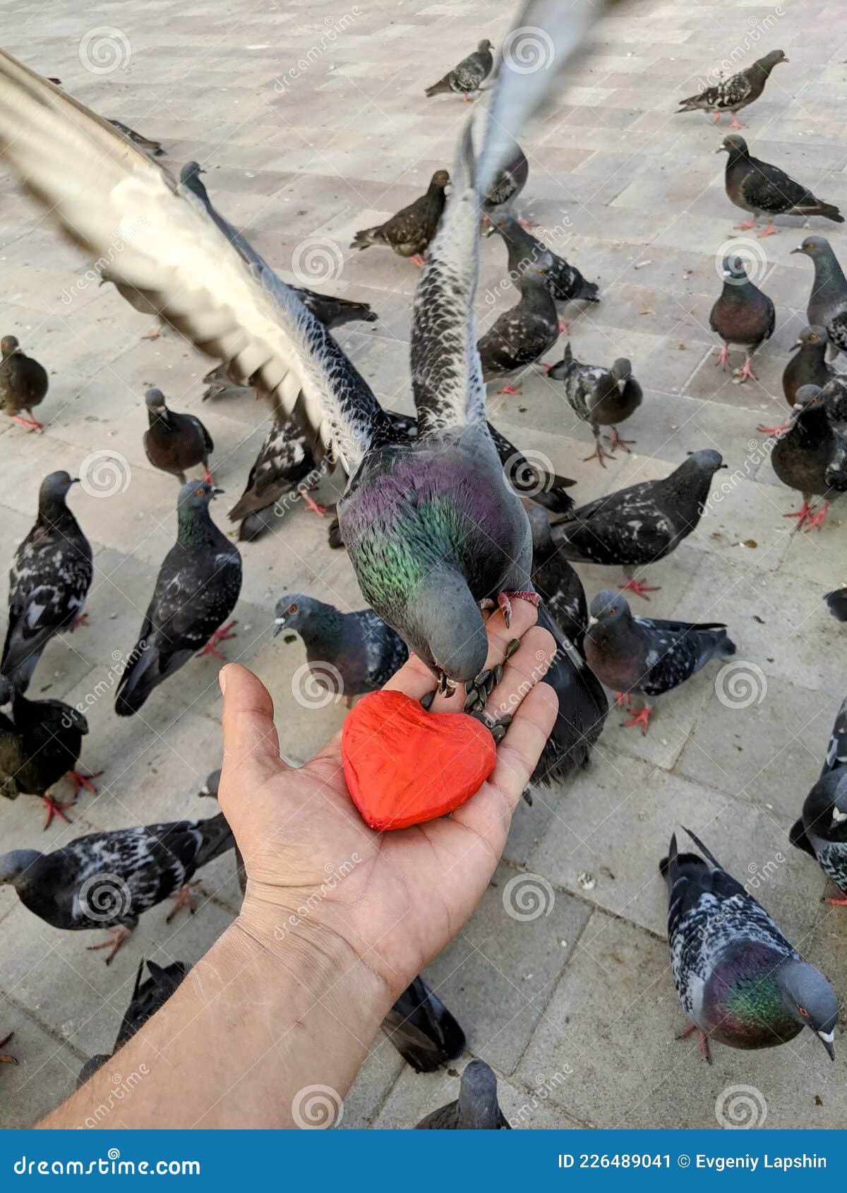Red Heart in Hand and City Doves Stock Image - Image of mallard, city ...