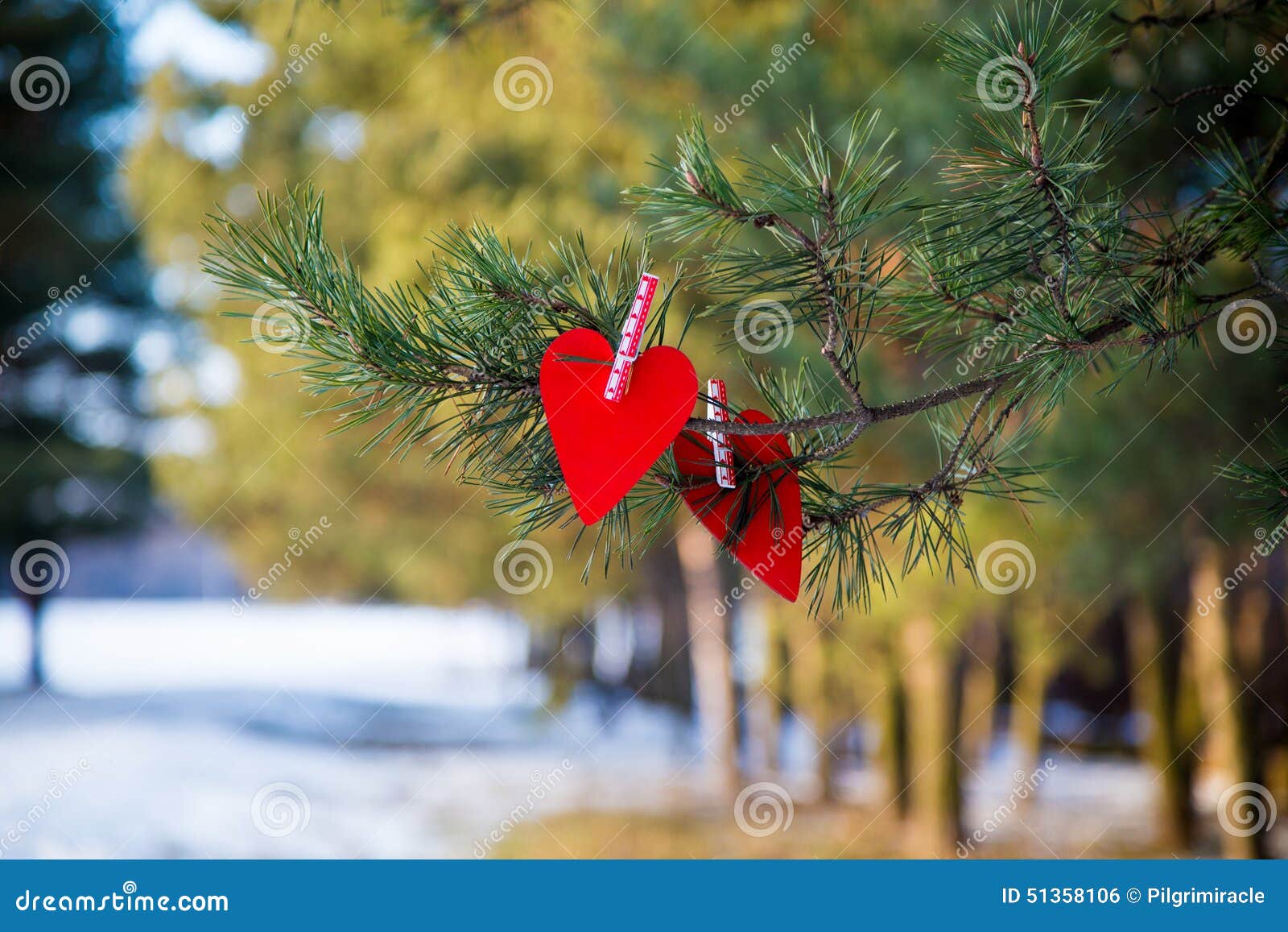 Red heart on pine branch stock photo. Image of bright - 51358106