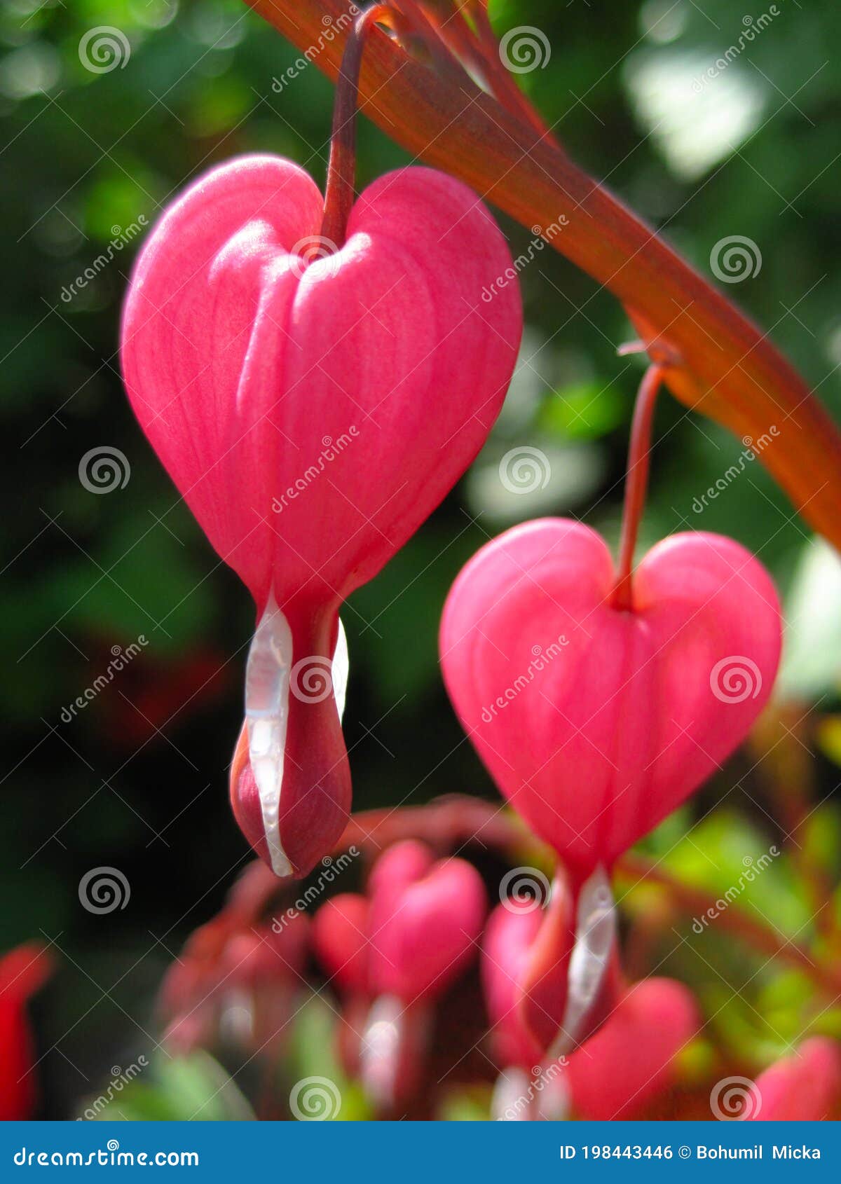 Red heart-shaped flowers stock photo. Image of outdoors - 198443446