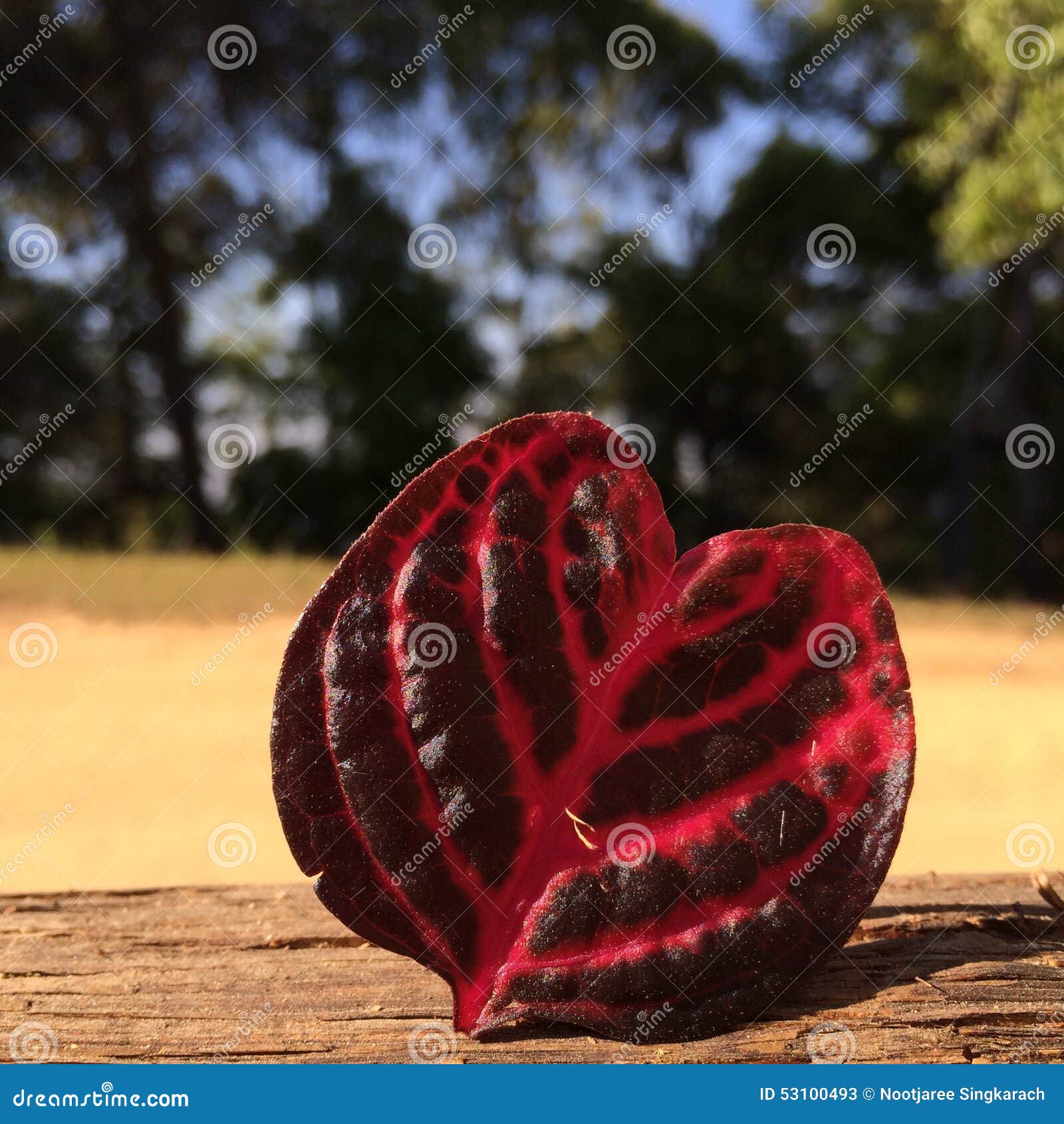 Red heart shaped leaf stock image. Image of ecology, floral - 53100493