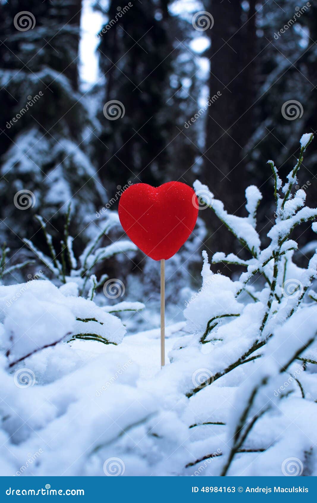Red heart in the snow stock image. Image of forest, green - 48984163