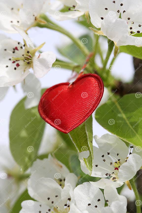 Red heart symbol stock photo. Image of martenitsa, bloom - 9155400