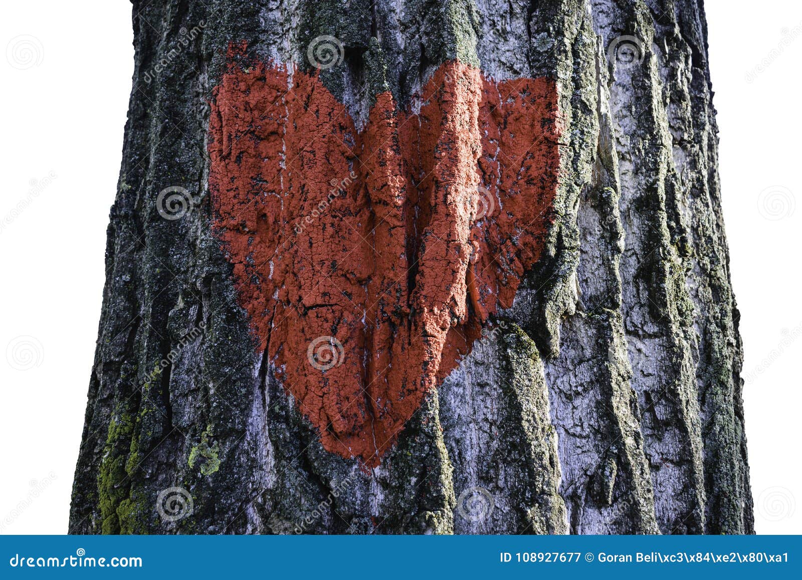 Red Heart on Tree Bark Isolated on White Stock Image - Image of ...