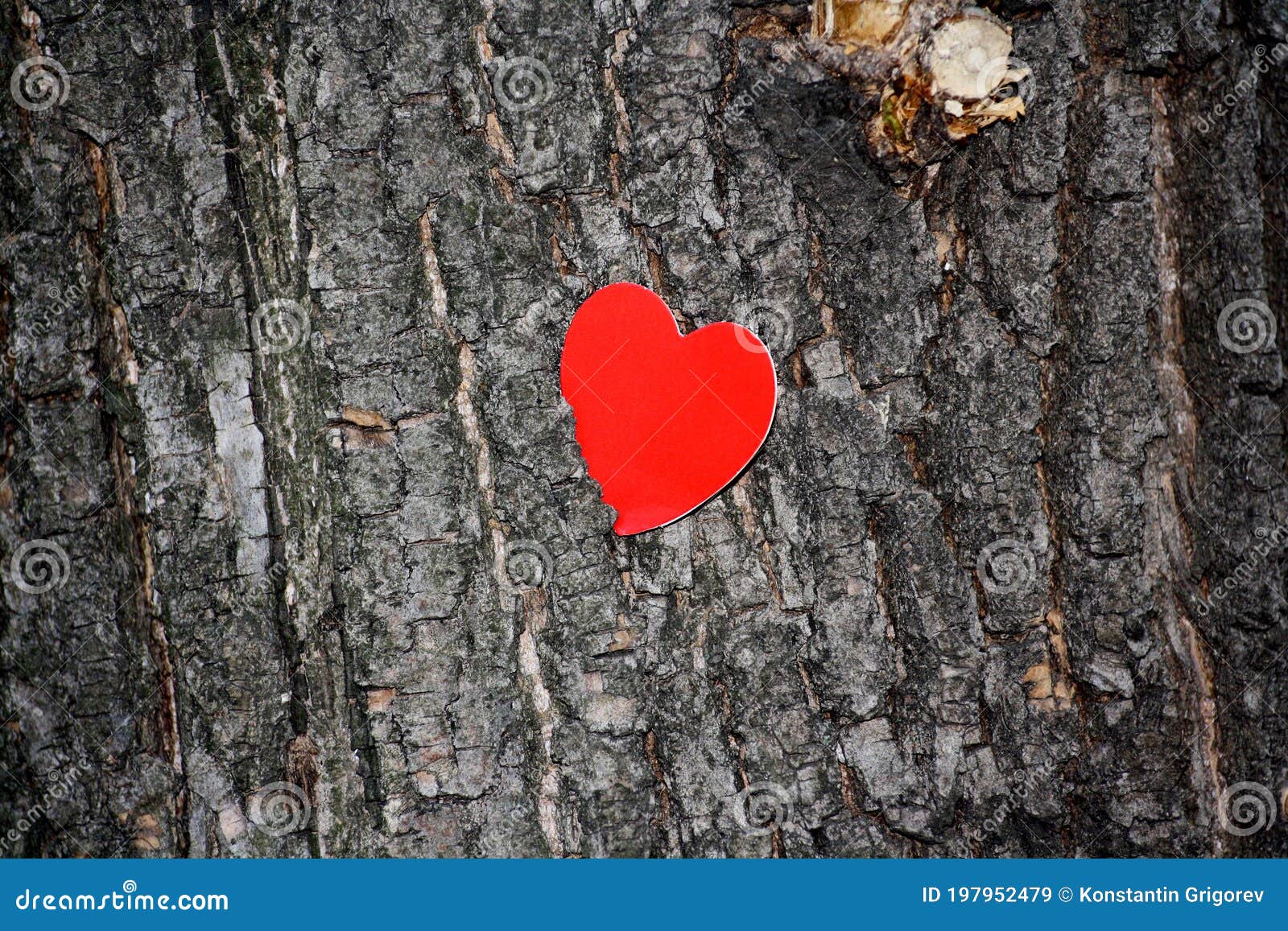 Red Heart in Tree Bark. Lost Love Concept. Lonely Heart Waiting for ...