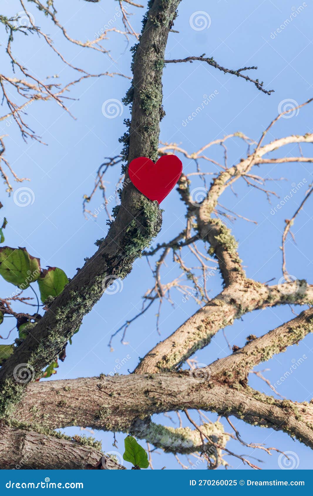 Red Heart on Tree Branches Against the Sky Stock Image - Image of ...