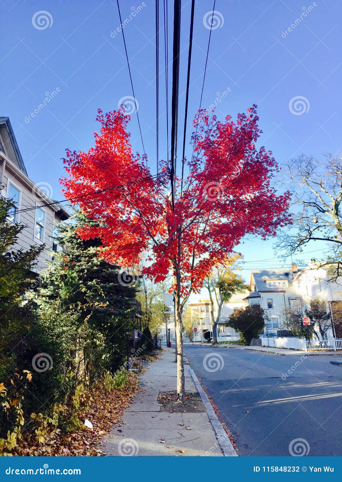 Red heart tree fall stock photo. Image of brave, fall - 115848232
