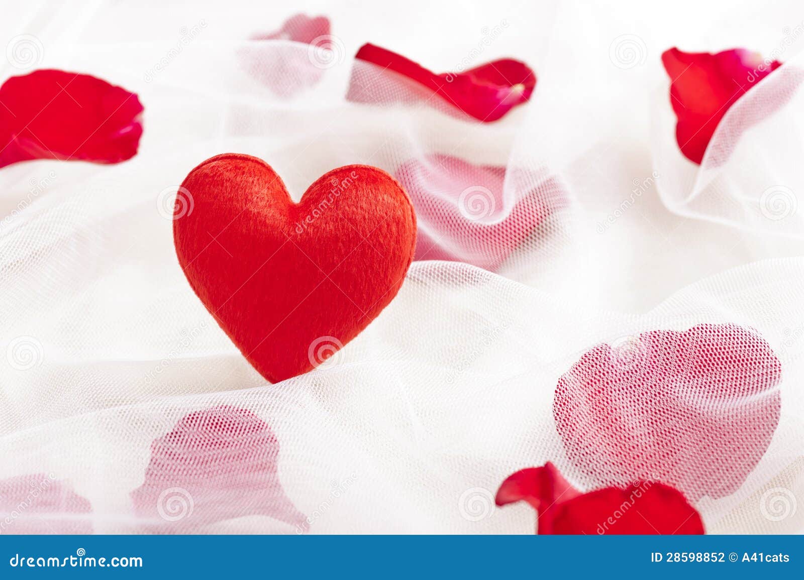 Red Heart on Wedding Veil with Rose Petals Stock Photo - Image of white ...