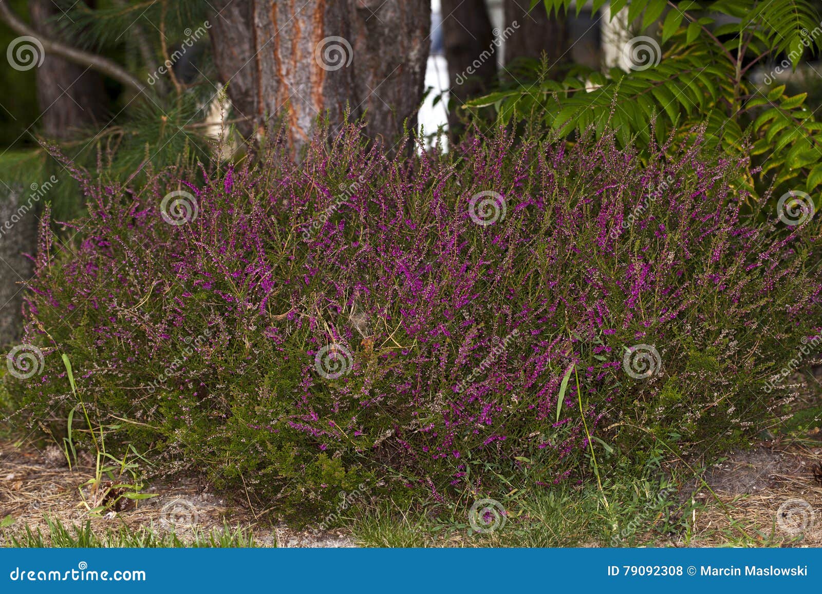 Red heather garden Common stock photo. Image of botany - 79092308