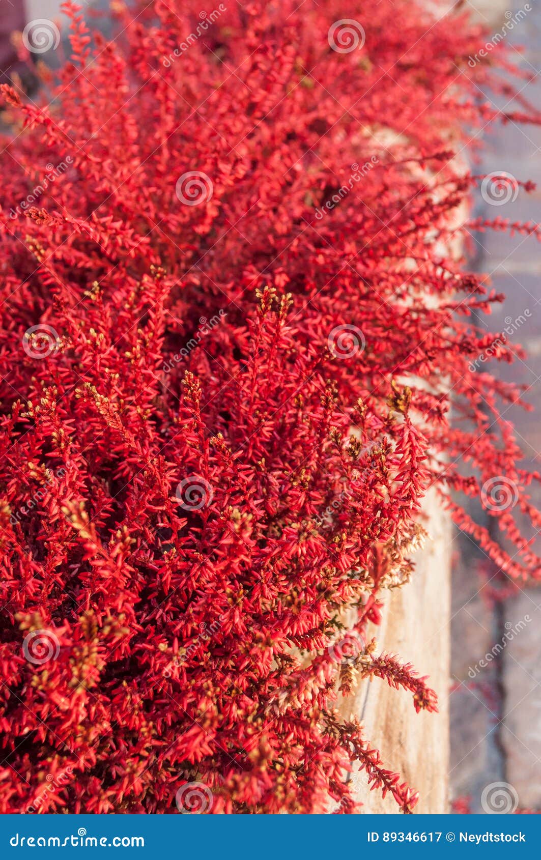 Red Heather in pot stock image. Image of bloom, field - 89346617
