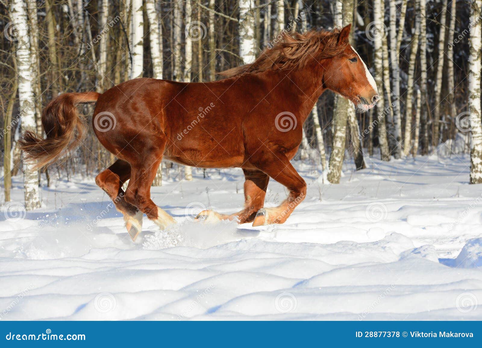Red Heavy Horse Runs Gallop in Winter Stock Photo - Image of gallop ...