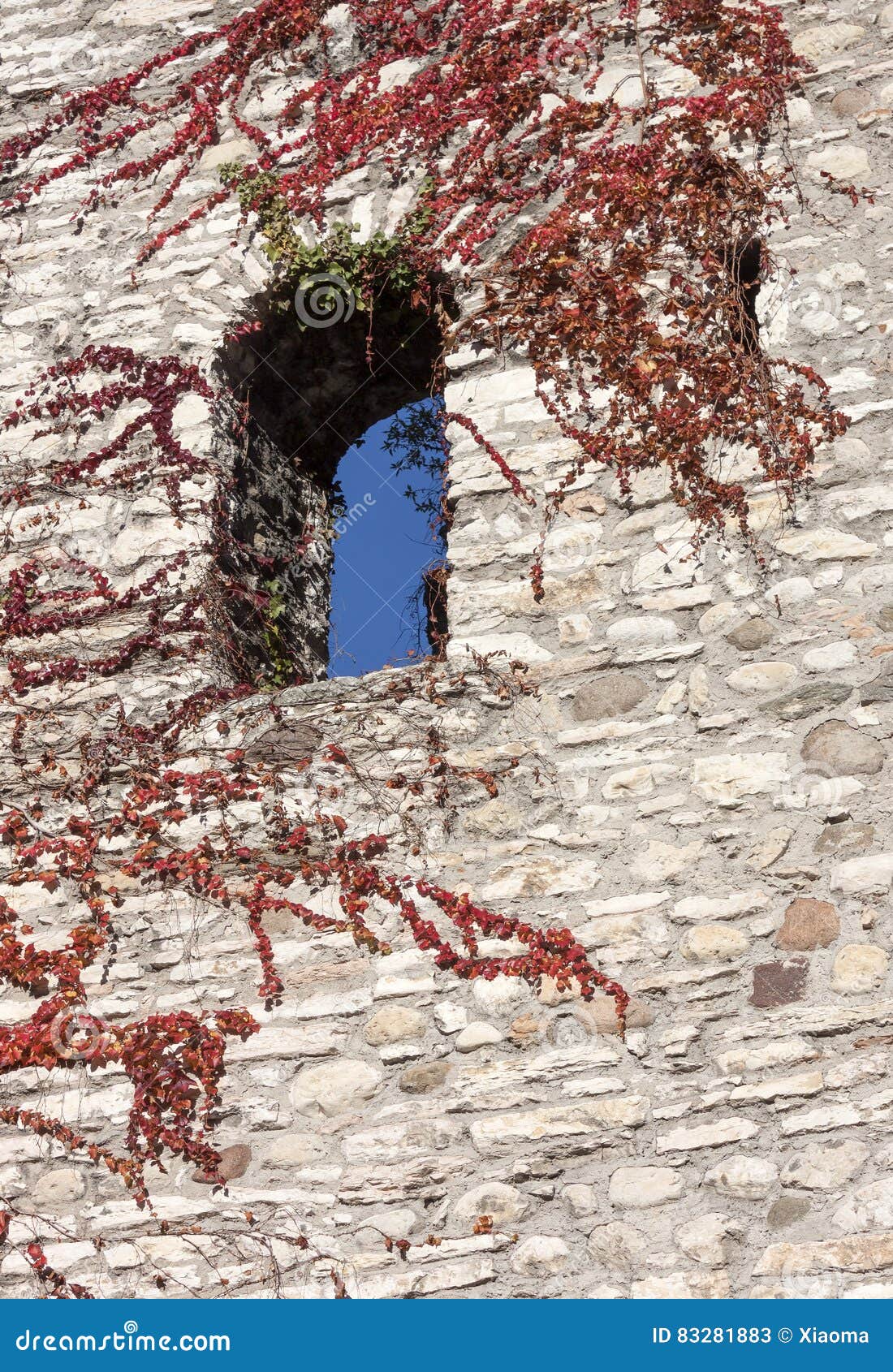 Red Hedera Climbing on a Wall Stock Image - Image of outdoor, detail ...