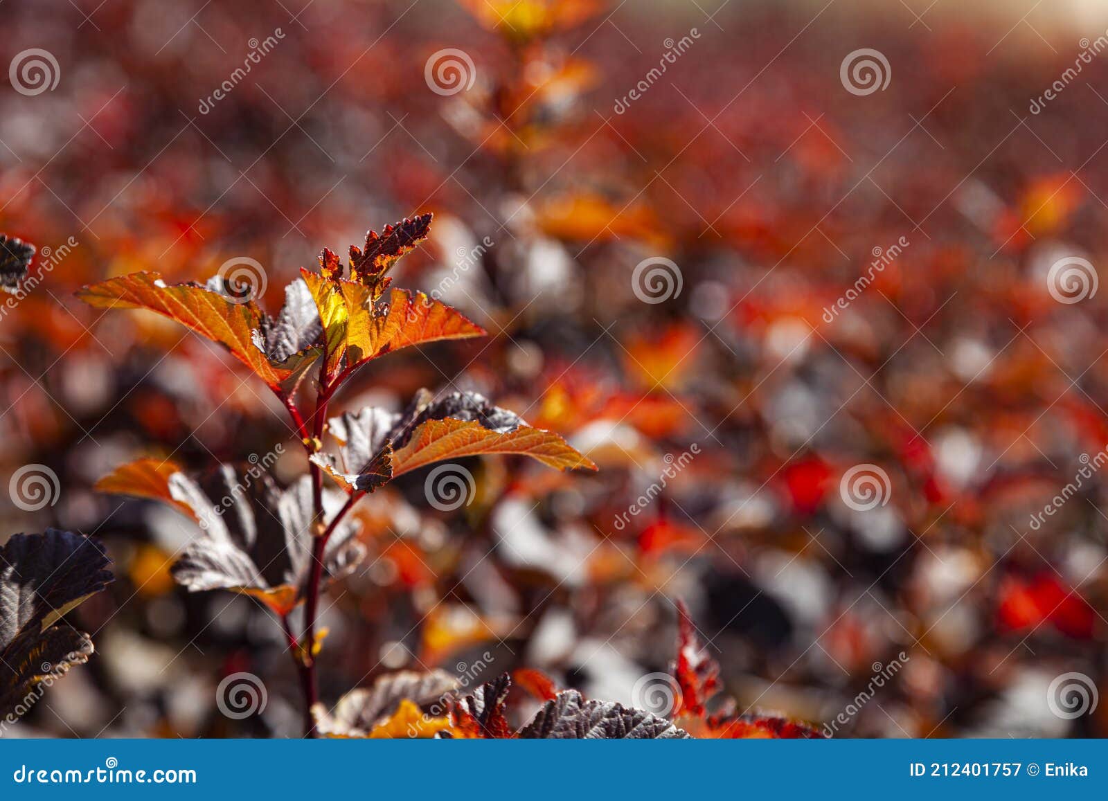 Red Hedge Close-up. Natural Background Stock Image - Image of hedge ...
